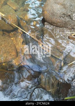 Freshwater Catfish (Tandanus tandanus) Actinopterygii Stock Photo - Alamy