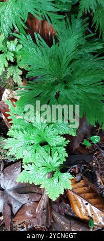 spikemosses (Selaginellales) Plantae Stock Photo - Alamy