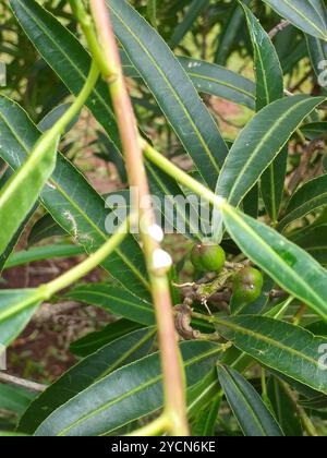 (Sapium haematospermum) Plantae Stock Photo - Alamy