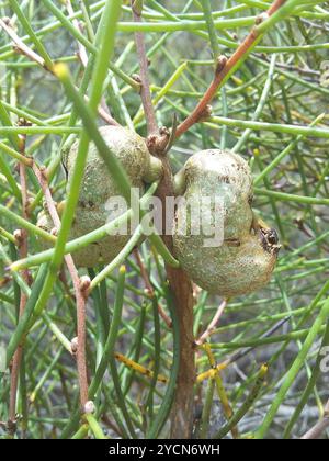 Beaked Hakea (Hakea rostrata) Plantae Stock Photo - Alamy