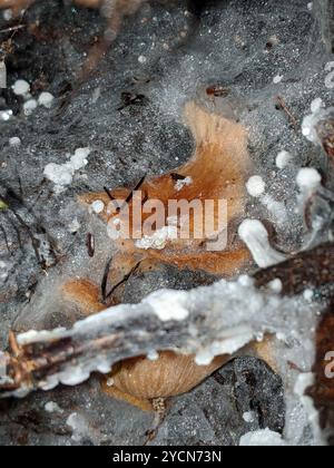 (Hypomyces microspermus) Fungi Stock Photo - Alamy