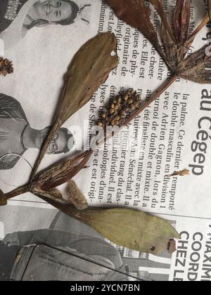 Northern Pondweed (Potamogeton alpinus) Plantae Stock Photo - Alamy