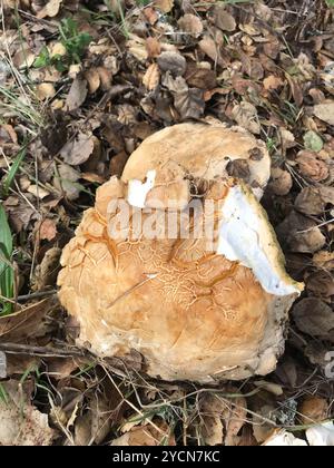 Barrow's Bolete (Boletus barrowsii) Fungi Stock Photo - Alamy