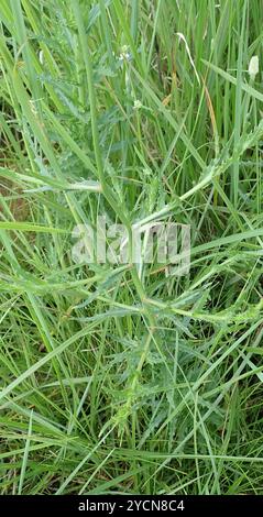 African Blue Bell (Wahlenbergia undulata) Plantae Stock Photo - Alamy