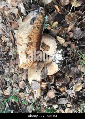 Barrow's Bolete (Boletus barrowsii) Fungi Stock Photo - Alamy