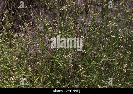threadleaf chaff flower (Alternanthera filifolia Stock Photo - Alamy