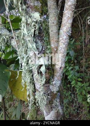 cartilage lichen (Ramalina celastri) Fungi Stock Photo - Alamy