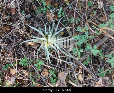 Balbis' airplant (Tillandsia balbisiana), Plantae, Florida, US Stock ...