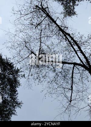 white alder (Alnus rhombifolia) Plantae Stock Photo - Alamy