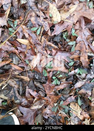 Dwarf dandelions (Krigia) Plantae Stock Photo - Alamy