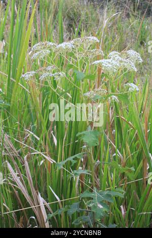 Mexican tree daisy (Verbesina turbacensis) Plantae Stock Photo - Alamy