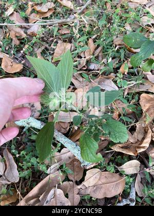 Field Copperleaf (Acalypha arvensis) Plantae Stock Photo - Alamy