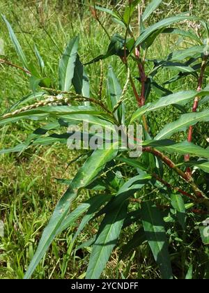 pale smartweed (Persicaria lapathifolia) Plantae Stock Photo - Alamy