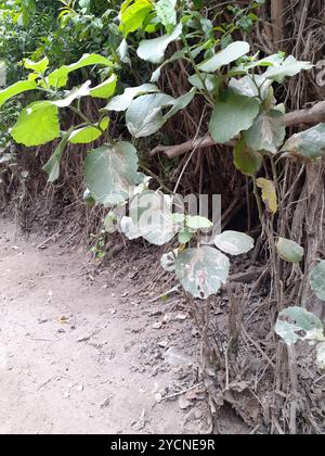 yellow geiger (Cordia lutea) Plantae Stock Photo - Alamy