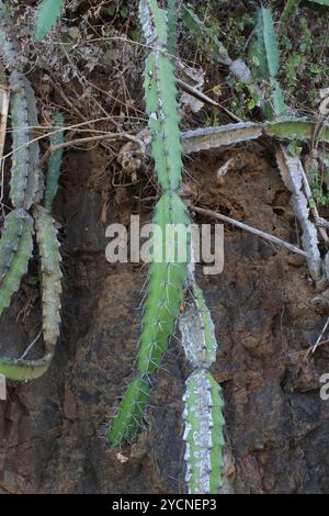 Triangle cactus (Acanthocereus tetragonus) Plantae Stock Photo - Alamy