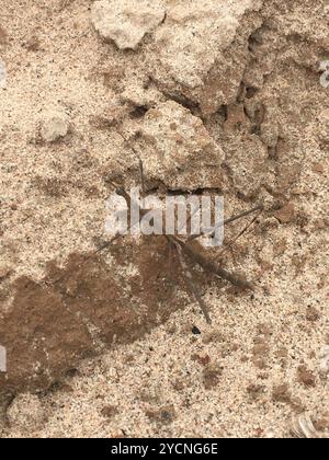Neotropical Stick Grasshoppers (Proscopiidae), Insecta, Av. Juan ...