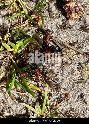 Blood-red Field Ant (Formica sanguinea) Insecta Stock Photo - Alamy