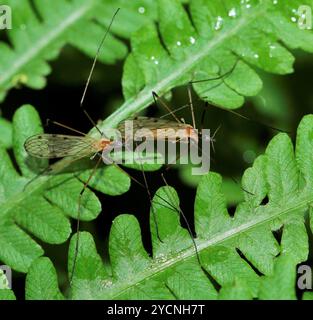 Limoniid Crane Flies (Limoniidae) Insecta Stock Photo - Alamy