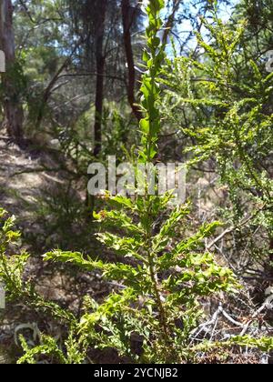 Kangaroo thorn (Acacia paradoxa), Plantae, Greenvale VIC 3059 ...