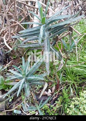 caper spurge (Euphorbia lathyris) Plantae Stock Photo - Alamy