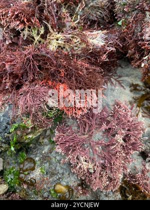 Red Coralline Algae (Jania), Plantae, Orange County, CA, USA Stock ...