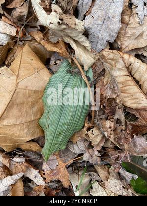 putty root (Aplectrum hyemale), Plantae, Haywood County, NC, USA Stock ...