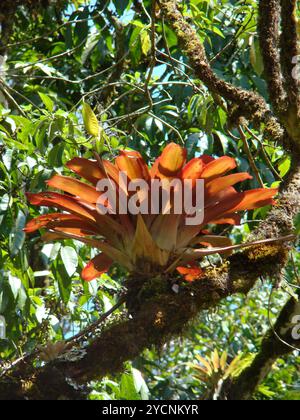 Tillandsioids (Tillandsioideae) Plantae Stock Photo - Alamy