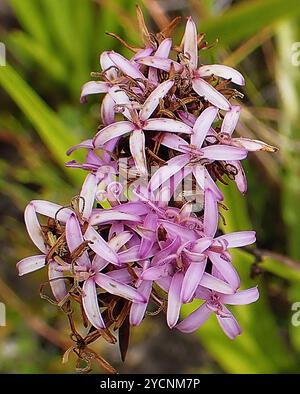 Smooth Plampers (Corymbium glabrum) Plantae Stock Photo - Alamy