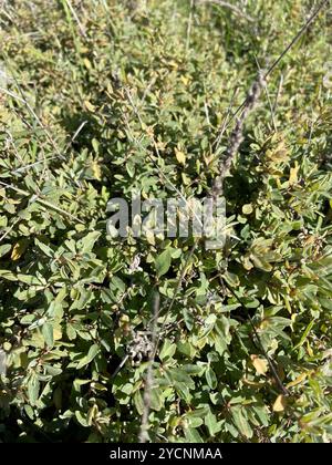 Saltbushes (Atriplex) Plantae Stock Photo - Alamy