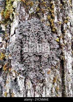 Wrinkled Shingle Lichen (Pannaria lurida Stock Photo - Alamy