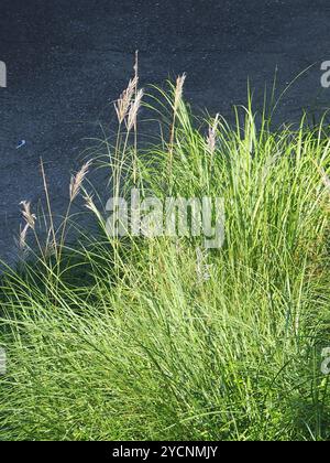 Wild Cane (Saccharum spontaneum) Plantae Stock Photo - Alamy