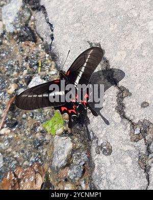 (Mimoides lysithous) Insecta Stock Photo - Alamy