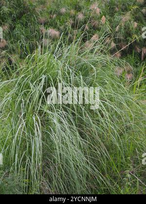 Wild Cane (Saccharum spontaneum) Plantae Stock Photo - Alamy