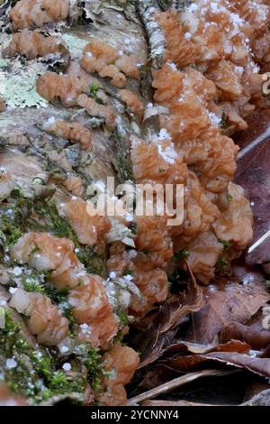 birch jelly (Exidia repanda) Fungi Stock Photo - Alamy
