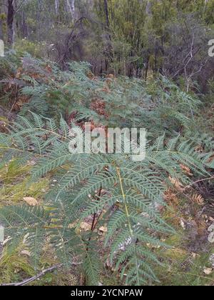 Austral Bracken (Pteridium esculentum), Plantae, Melbourne VIC ...