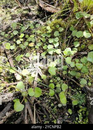 Centella (Centella uniflora Stock Photo - Alamy