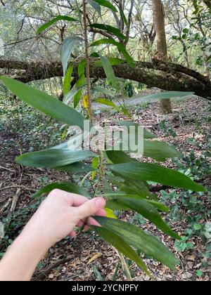 Earpod Wattle (Acacia auriculiformis) Plantae Stock Photo - Alamy