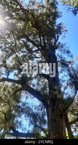 rimu (Dacrydium cupressinum) Plantae Stock Photo - Alamy