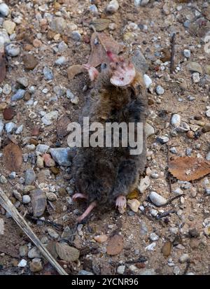Eastern Mole (Scalopus aquaticus) Mammalia Stock Photo - Alamy
