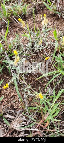 Common Everlasting (Chrysocephalum apiculatum), Plantae, Bouldercombe ...