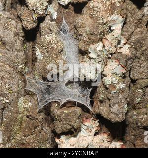 Tree Velvet Spiders (Gandanameno), Arachnida, Betty's Bay, 7141, South ...