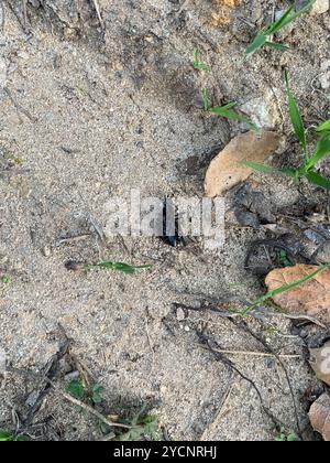 Snail-eating Beetles (Scaphinotus), Insecta, Irish Hills Natural ...