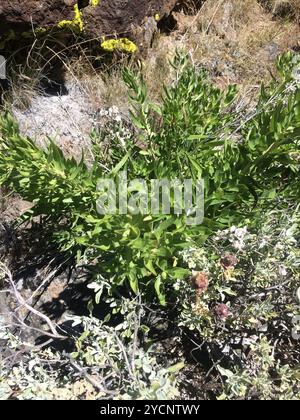 western stoneseed (Lithospermum ruderale), Plantae, Thompson-Nicola, BC ...
