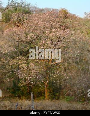 Pink poui (Tabebuia rosea) Plantae Stock Photo - Alamy