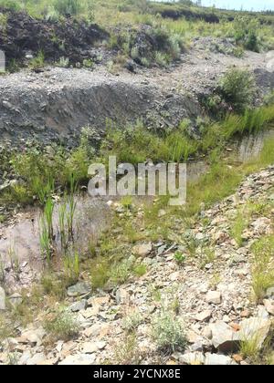 Northern Pondweed (Potamogeton alpinus) Plantae Stock Photo - Alamy