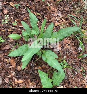 swamp dock (Rumex verticillatus) Plantae Stock Photo - Alamy