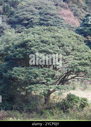 Red Machilus (Machilus thunbergii Stock Photo - Alamy