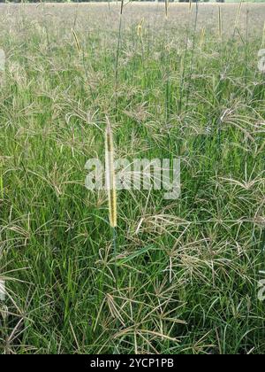 African bristlegrass (Setaria sphacelata) Plantae Stock Photo - Alamy