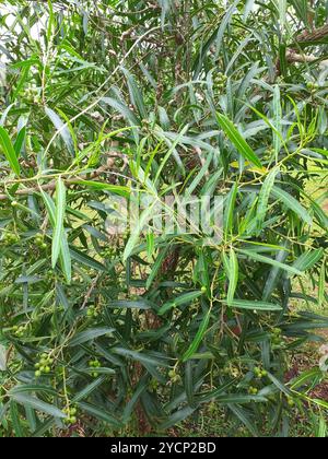 (Sapium haematospermum) Plantae Stock Photo - Alamy