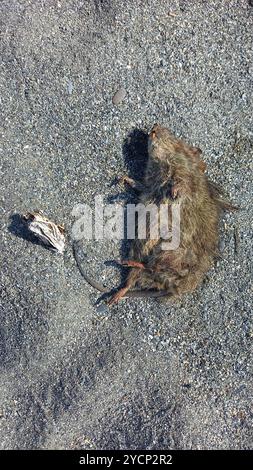 Greater Bandicoot-rat (Bandicota indica) Mammalia Stock Photo - Alamy